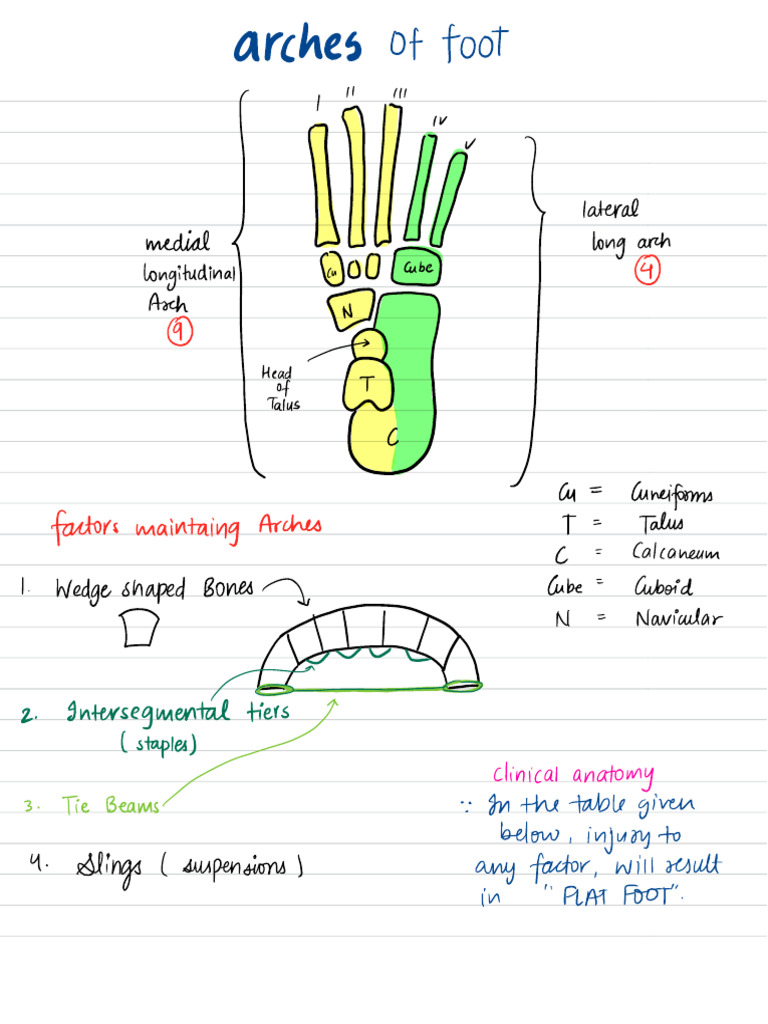 Arch of Foot | PDF