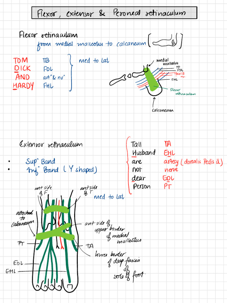 Flexor, Extensor - Peroneal Retinaculum | PDF
