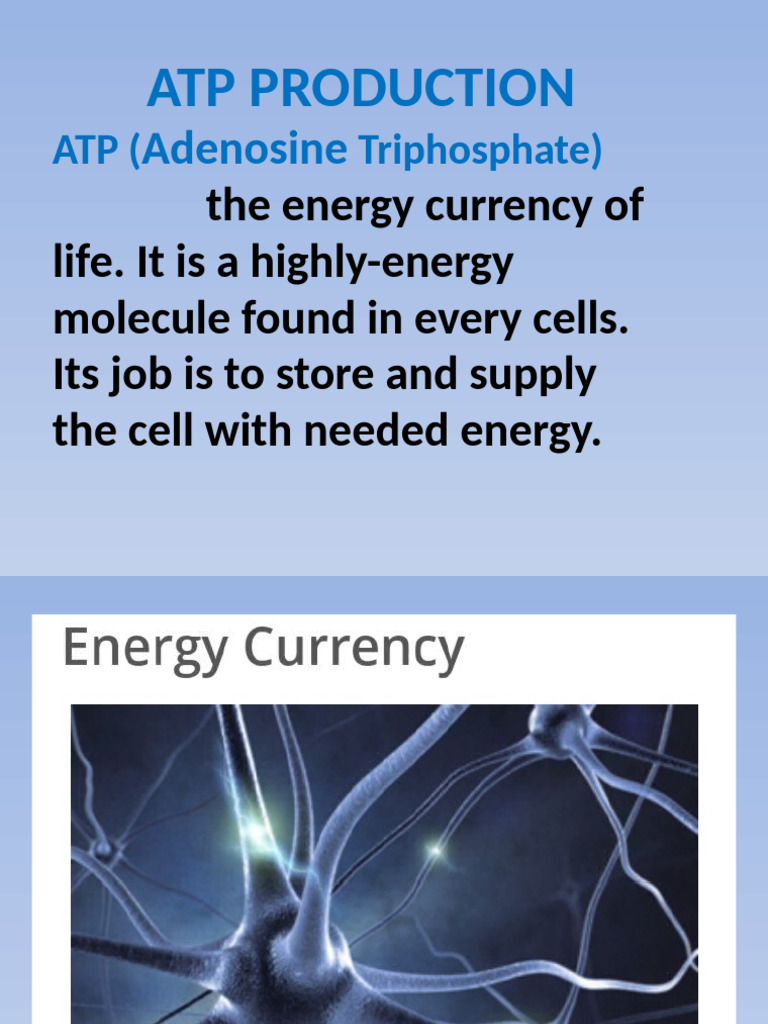 ATP Production 1 | PDF