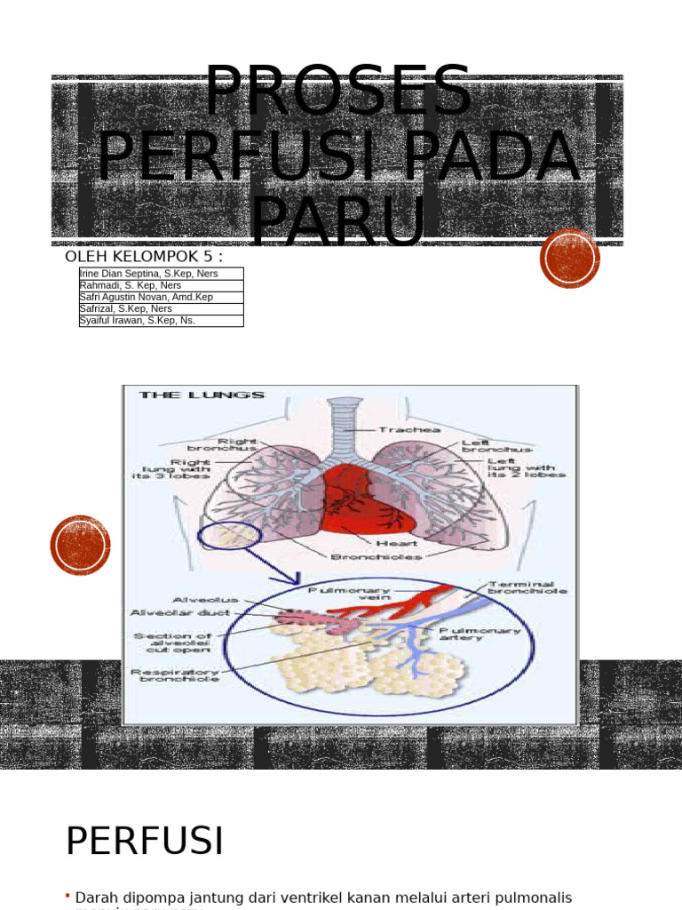 Proses Perfusi Pada Paru | PDF