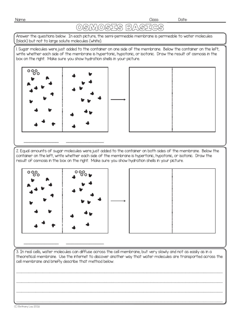 Osmosis_StudentHandout | PDF