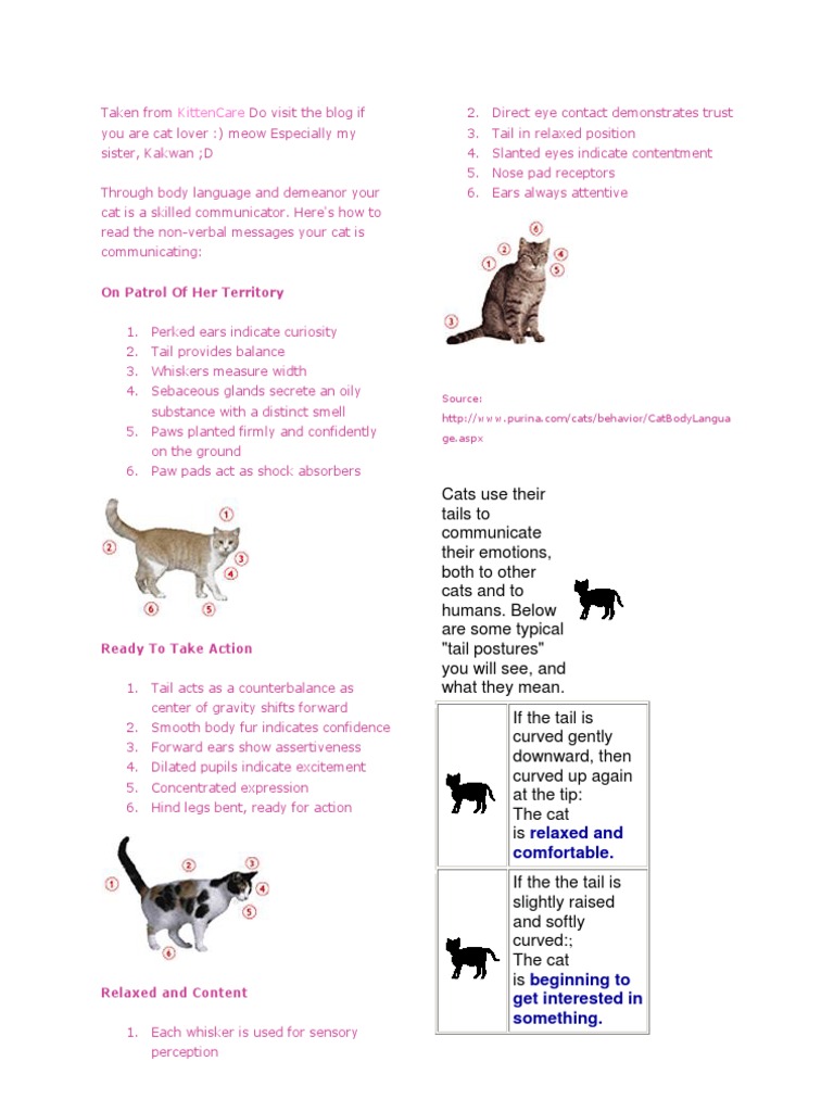 Cat Fact | Download Free PDF | Cats