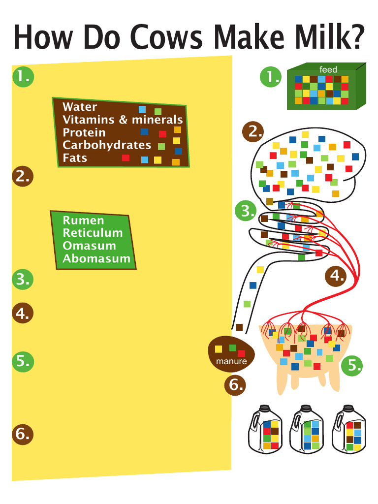 HO - How Cows Make Milk | PDF | Milk | Cattle