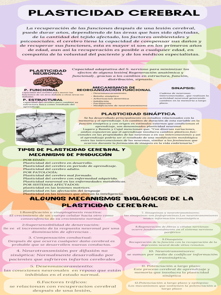 Infografía Plasticidad | PDF