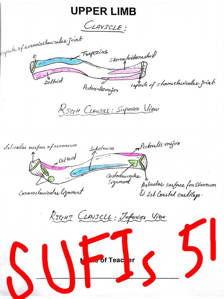 Anatomy Practical-By SUFI SANGAT | PDF