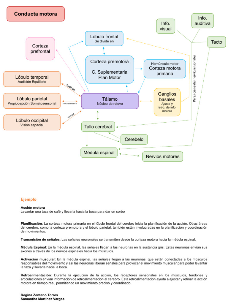 Esquema Conducta Motora | PDF