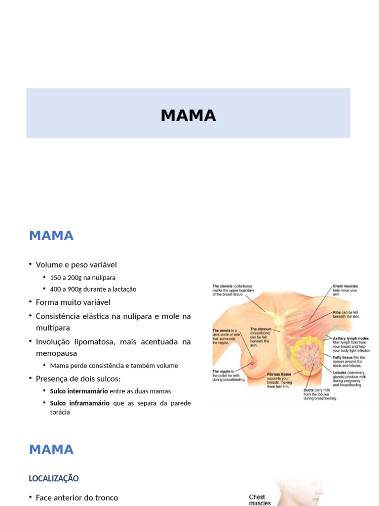 Anatomia Mama | PDF