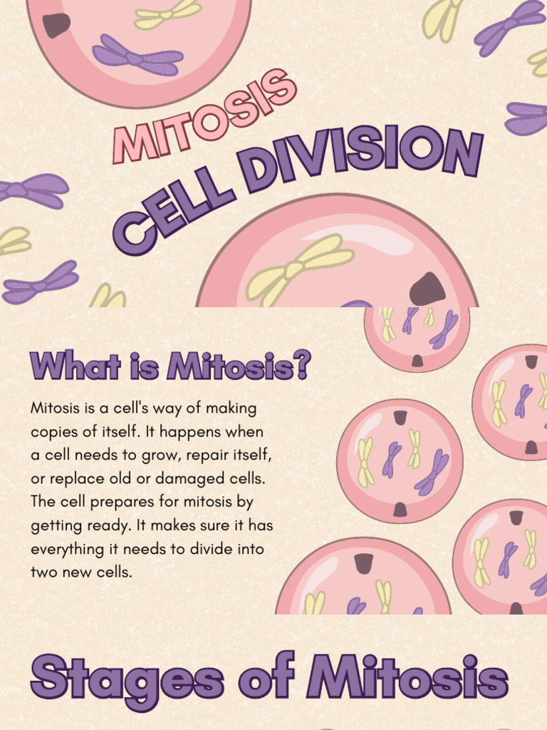 Presentation Mitosis | PDF