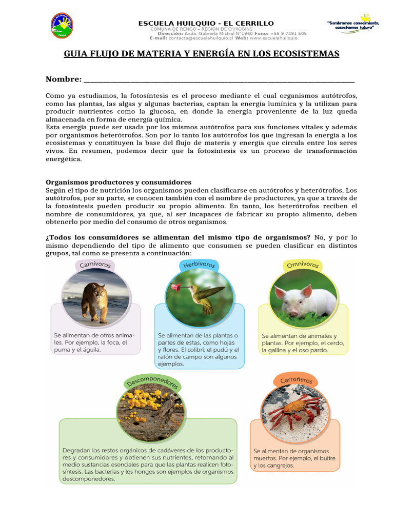 GUIA_FLUJO DE MATERIA Y ENERGÍA EN LOS ECOSISTEMAS_SEXTO_2024 | PDF