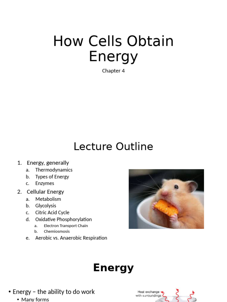 Lecture04 CH4 How Cells Obtain Energy v2 | PDF