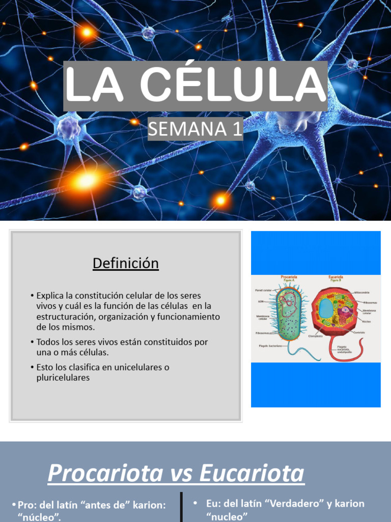 LA celula pre u uuuu.pptx | PDF