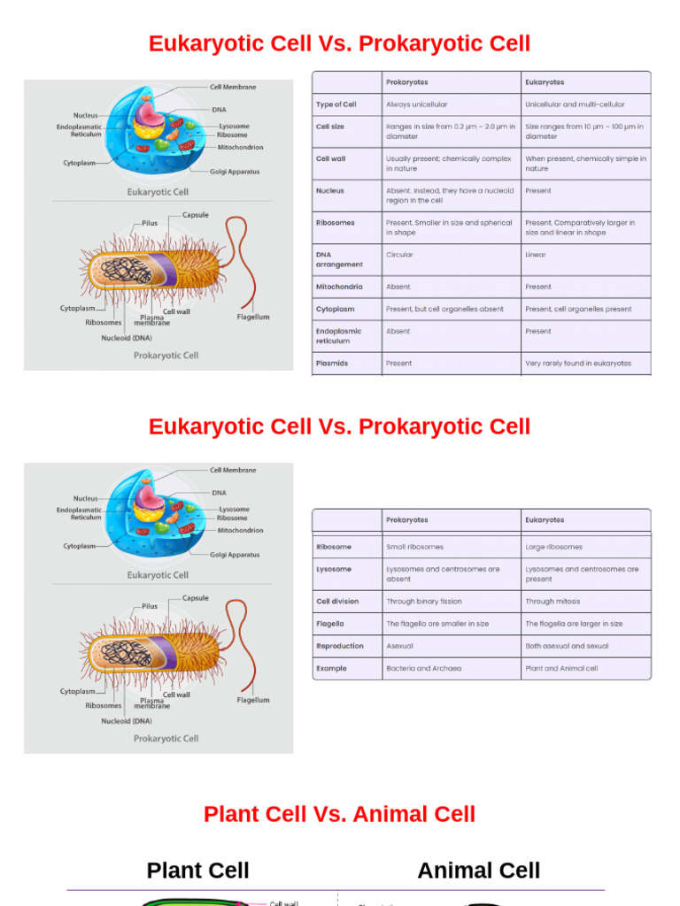 2-Cells - Bacteria, Plant and Animal Cells-16-07-2024 | PDF