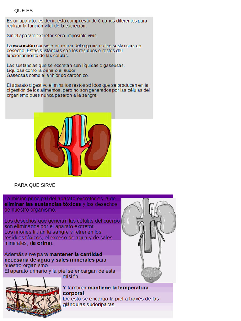 Aparato Excretor | PDF | Sistema urinario | Riñón