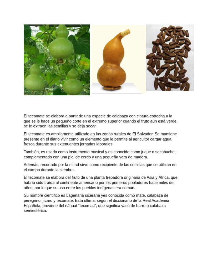 El Tecomate Se Elabora A Partir de Una Especie de Calabaza Con Cintura ...