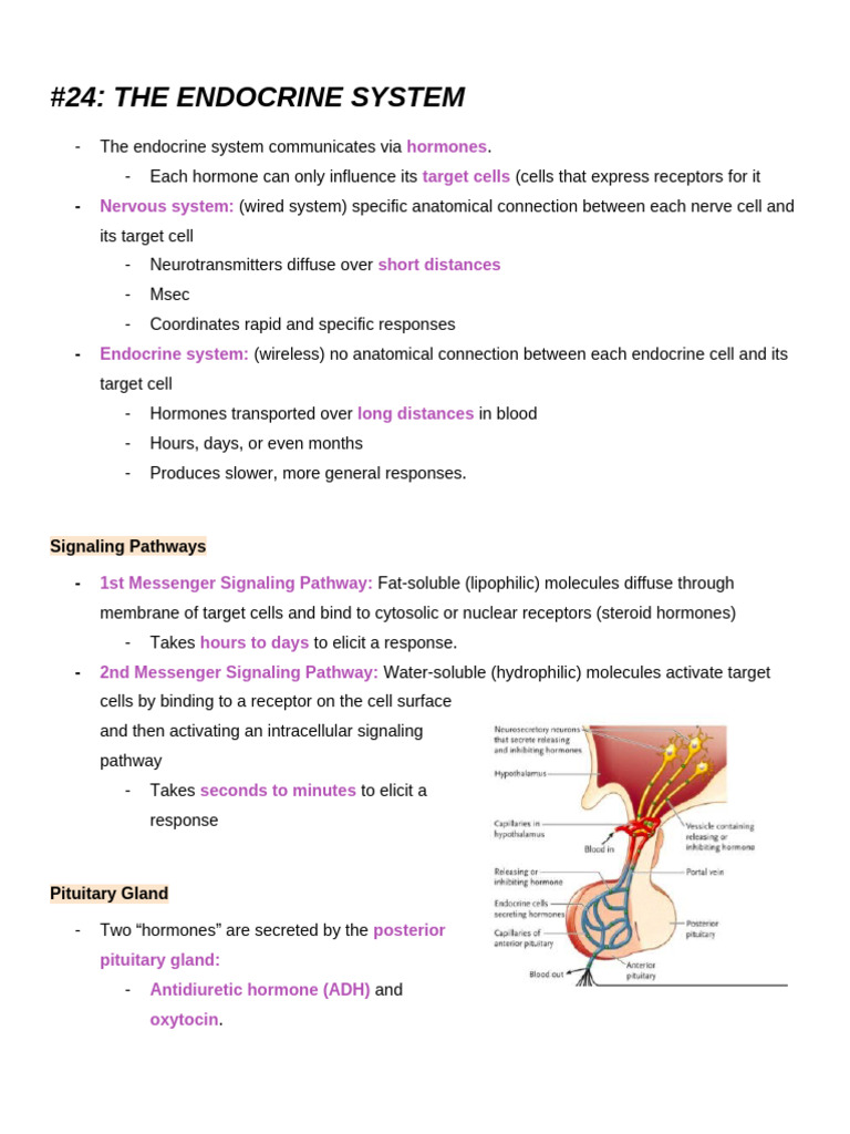 #24 - The Endocrine System | PDF