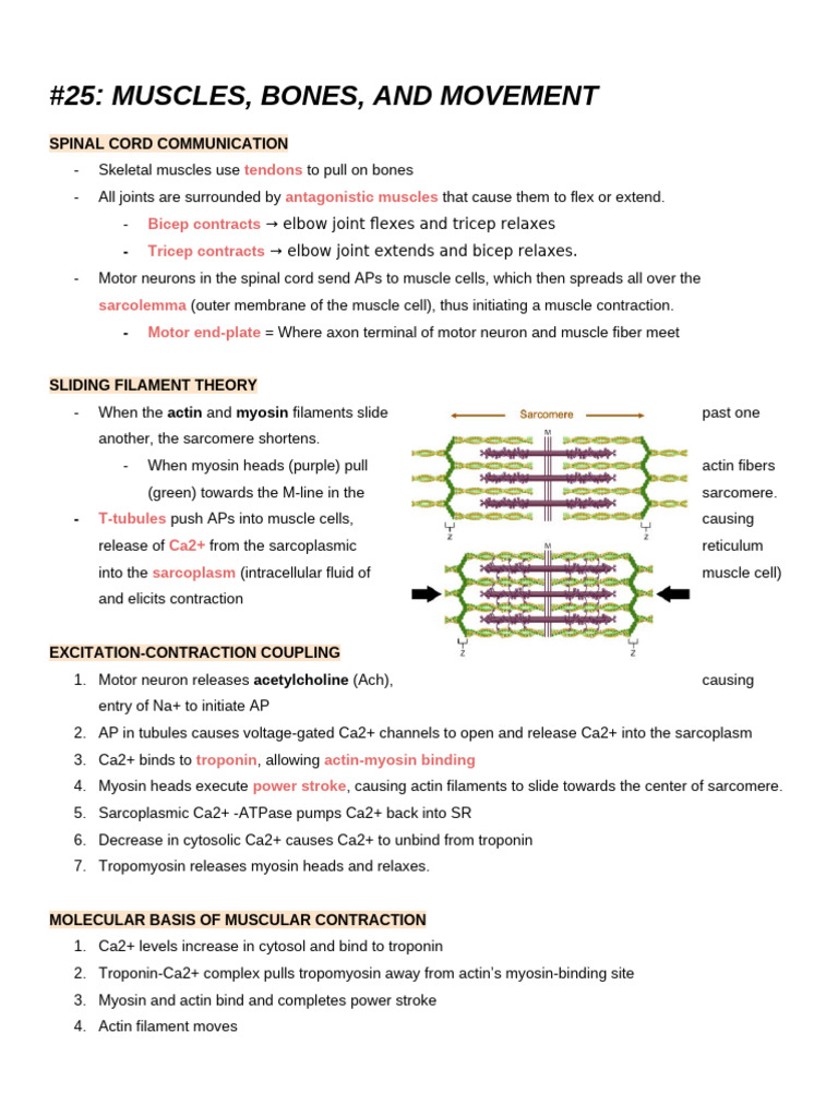 Muscle Contraction Mechanisms Explained | PDF | Muscle Contraction | Skeletal Muscle