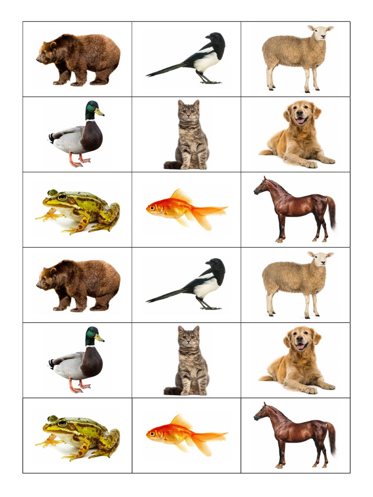 Flashcards Animaux | PDF