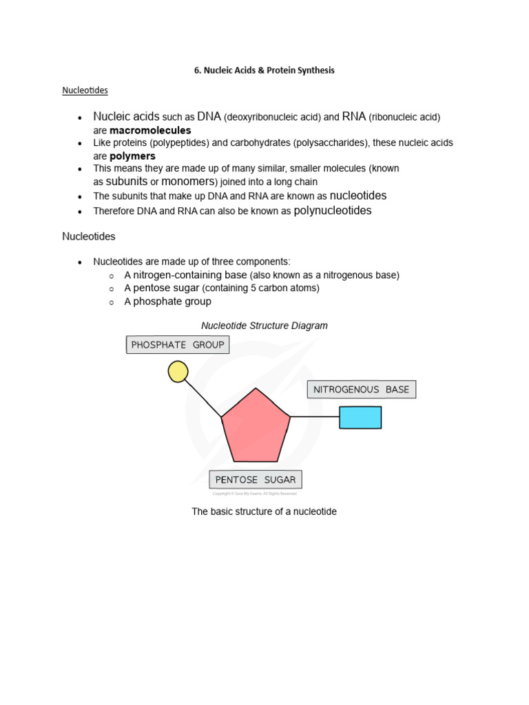 Nucleic Acids and Protein Synthesis Overview | PDF | Nucleotides | Dna