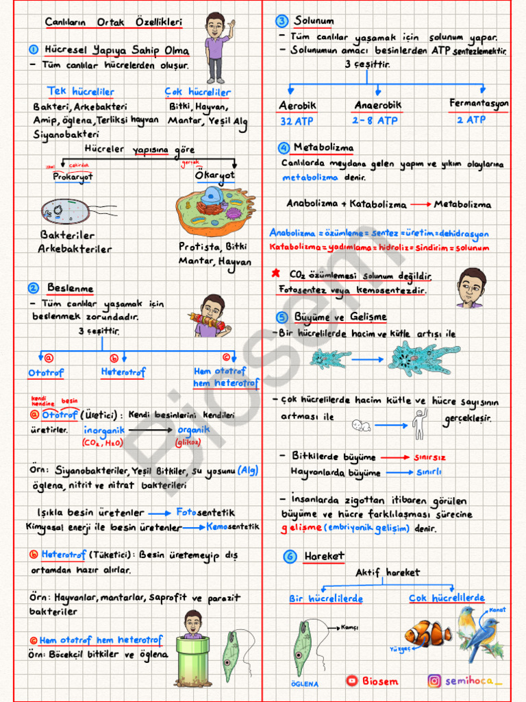 Biosem Tyt Biyoloji PDF | PDF