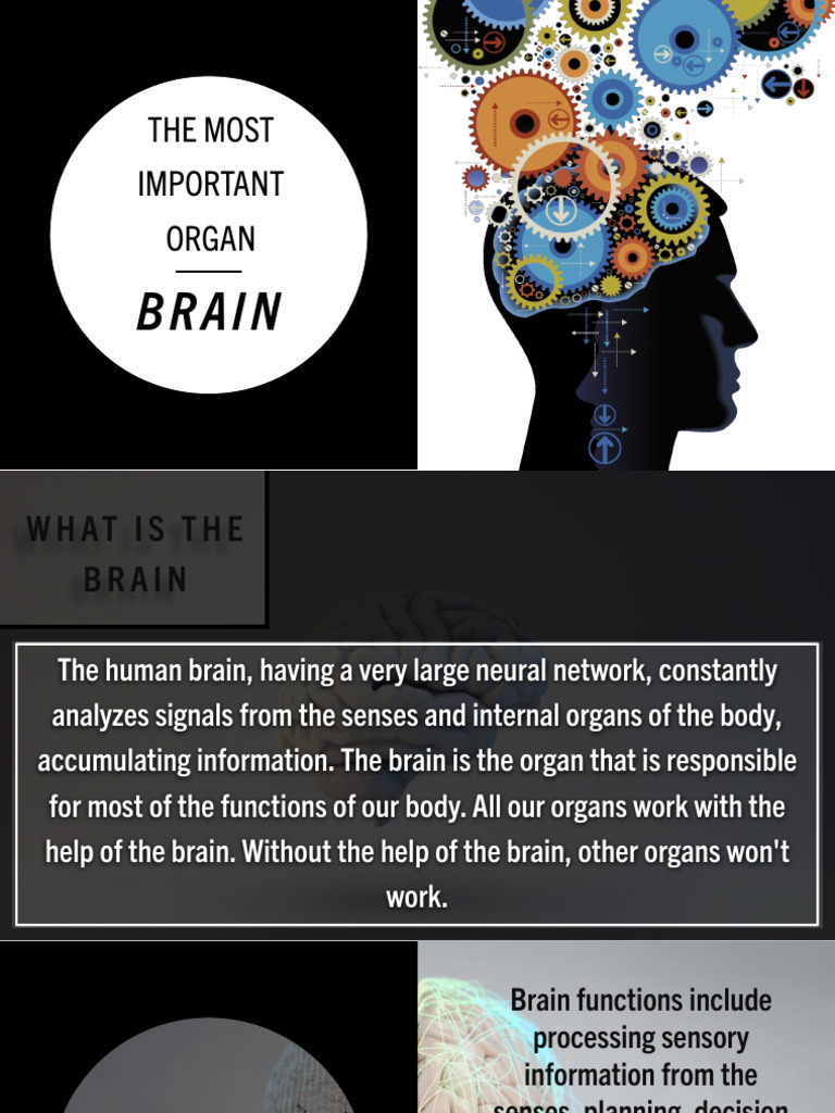 BRAIN | PDF