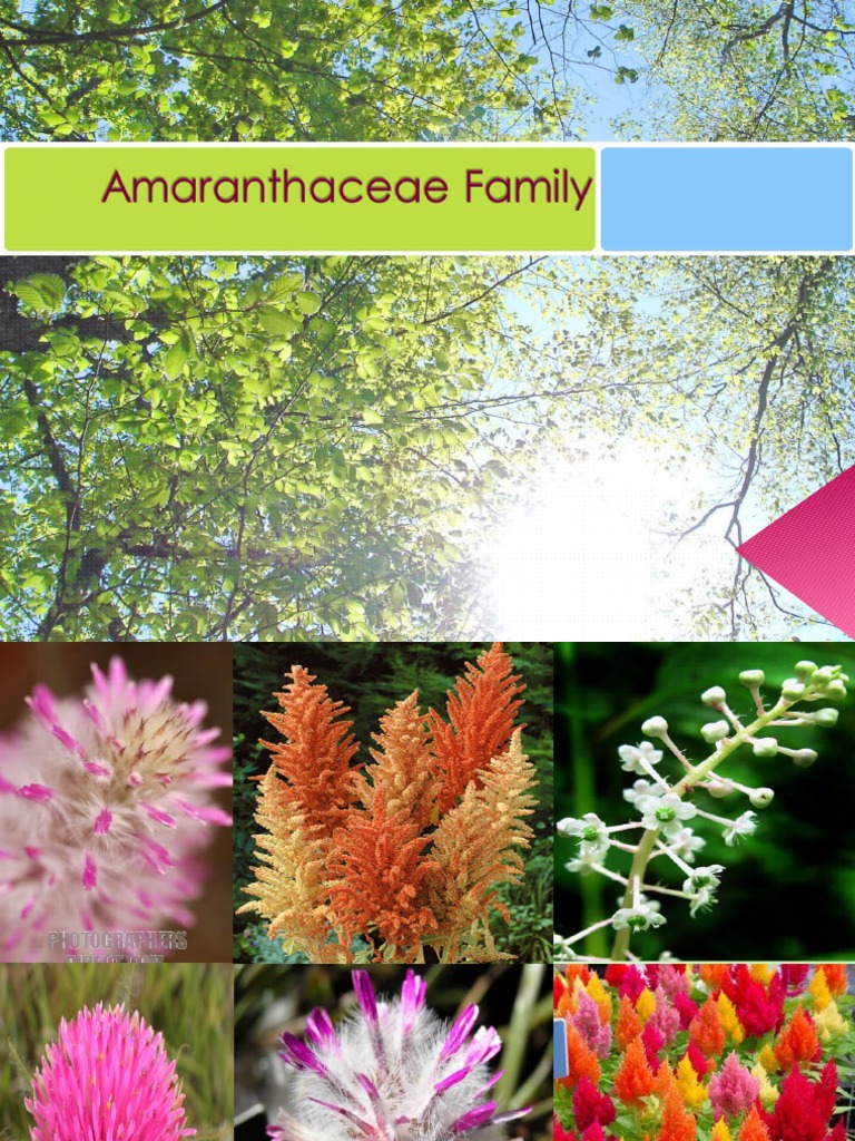Amaranthaceae Family: Characteristics, Genera, Uses and Conservation ...