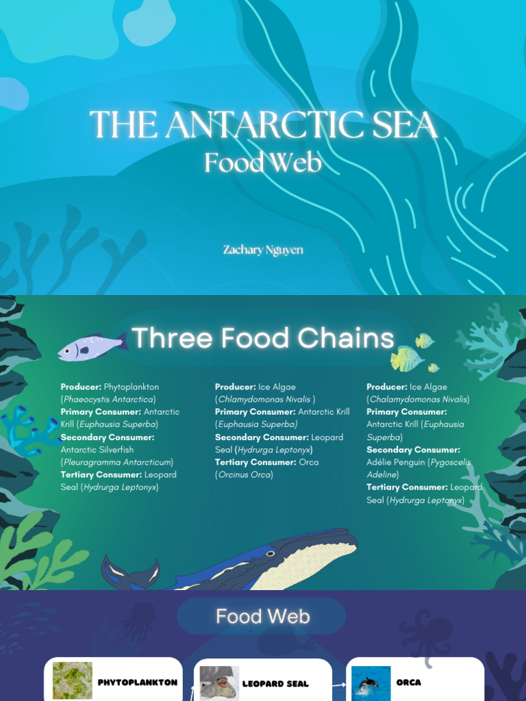 The Antarctic Sea Food Web | PDF