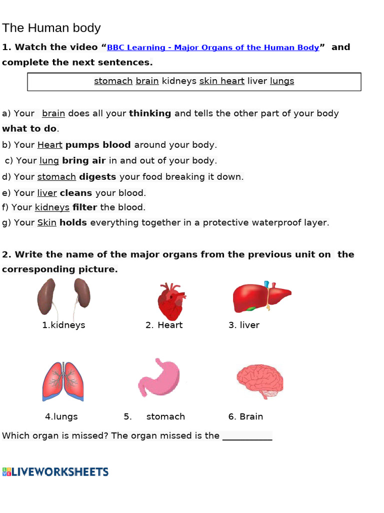 Organs of the Human Body Ingles II | PDF