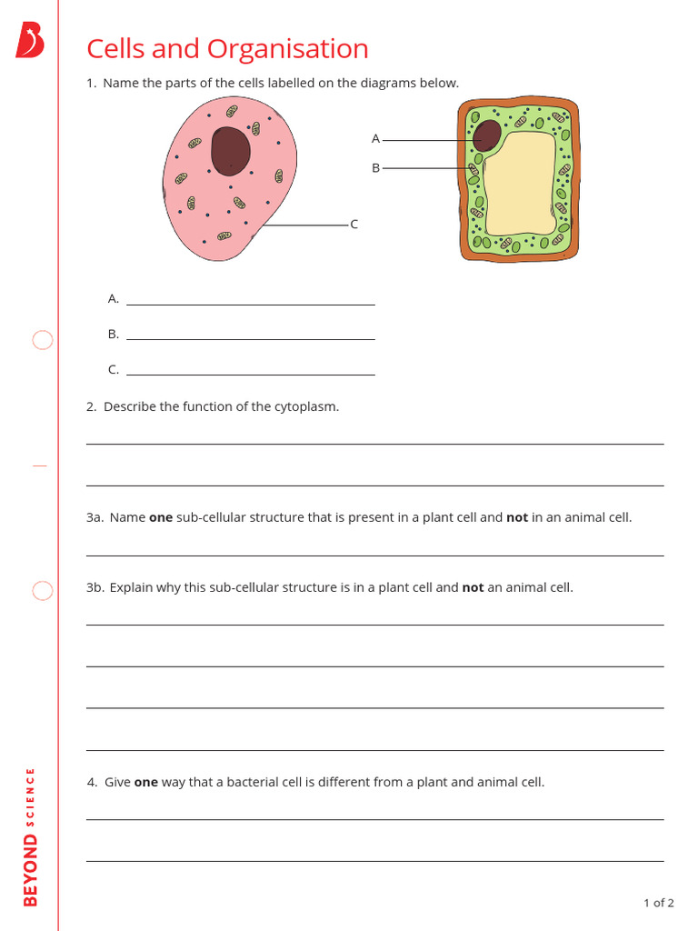 Cells and Organisation Worksheet | PDF