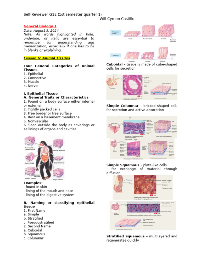Lesson 6 Animal Tissues | PDF