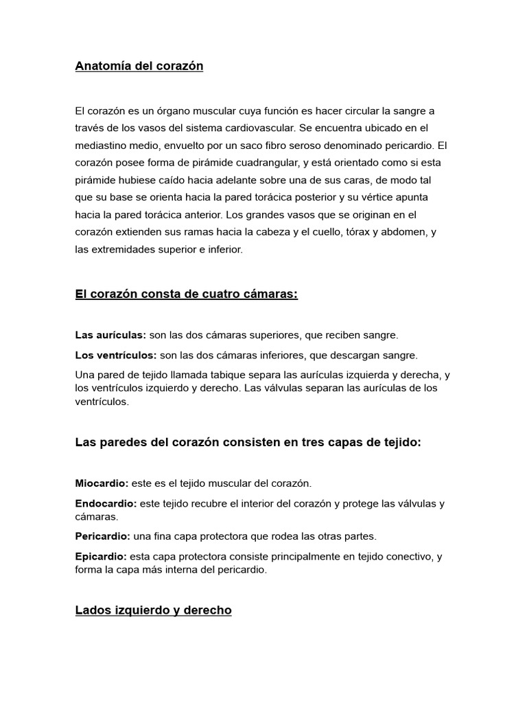 Anatomia y funcion c..docx | PDF