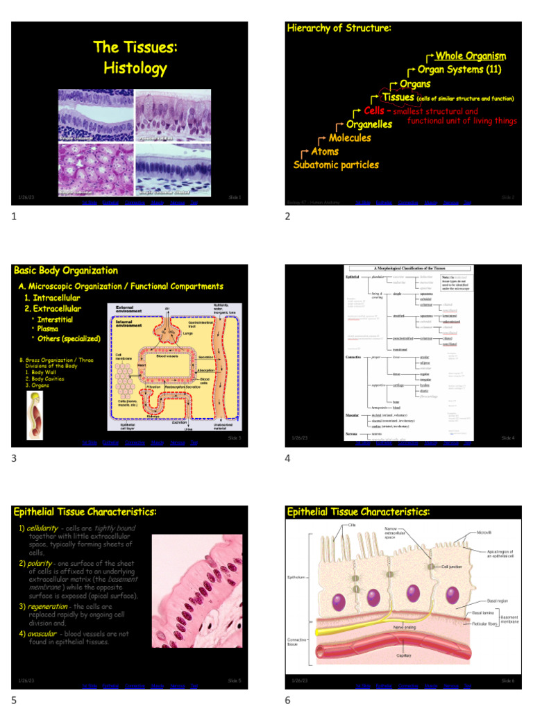 47L 03 Histology Lab | PDF