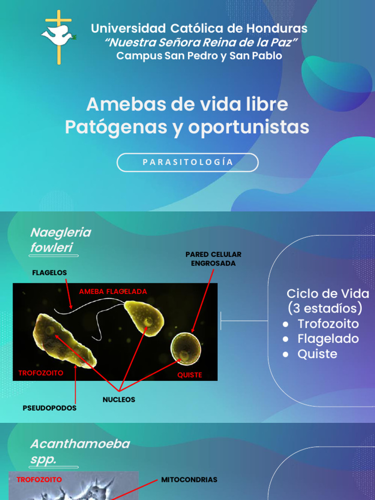 Amebas de Vida Libre | PDF