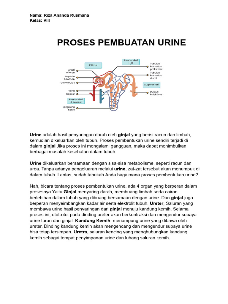 PROSES PEMBUATAN URINE | PDF
