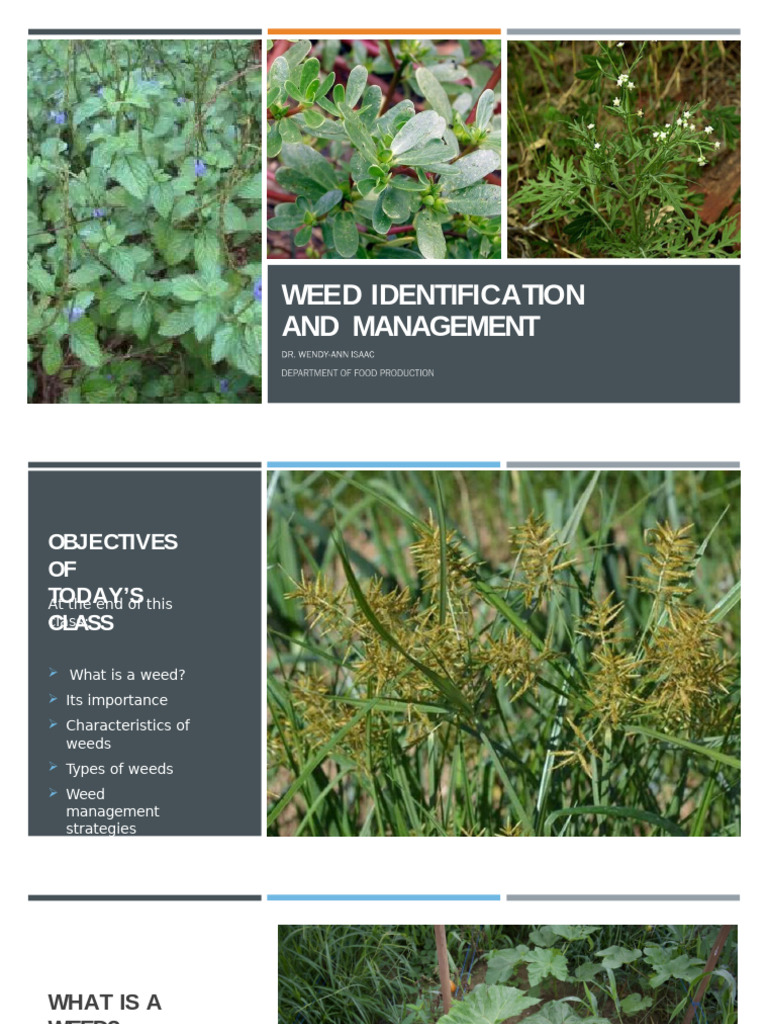 Weeds and Weed Management 1 | PDF | Weed | Science & Mathematics