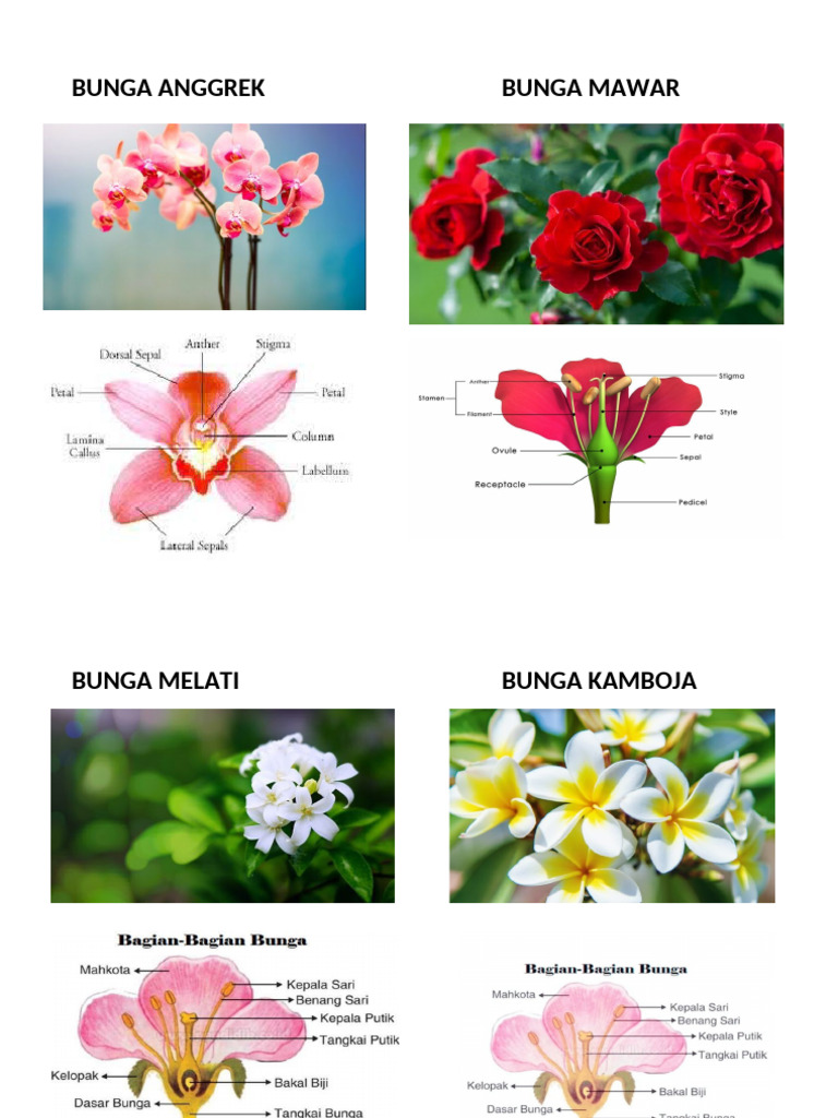 Bunga Dan Strukturnya 6 | PDF