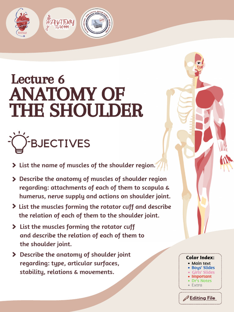 Anatomy of the Shoulder Joint | PDF | Shoulder | Limbs (Anatomy)
