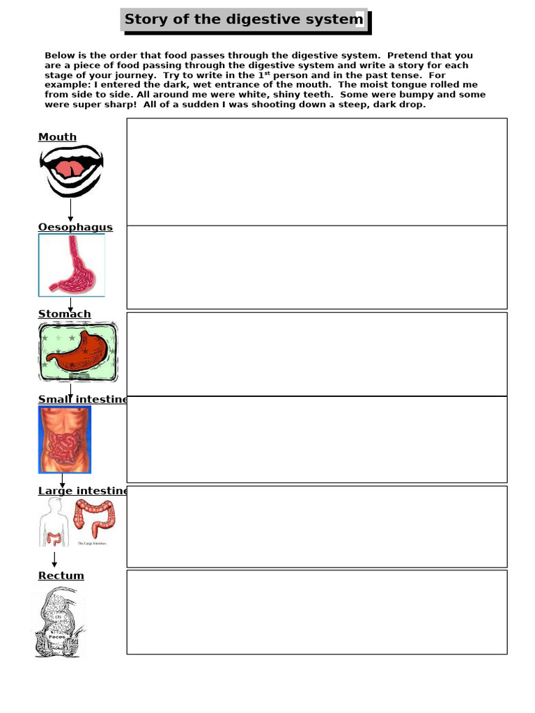 Story of The Digestive System | PDF