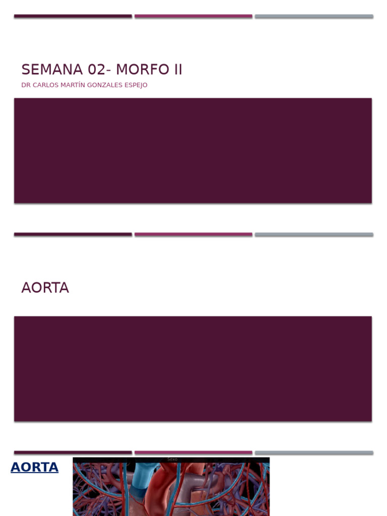 semana 02 morfo 2 | PDF