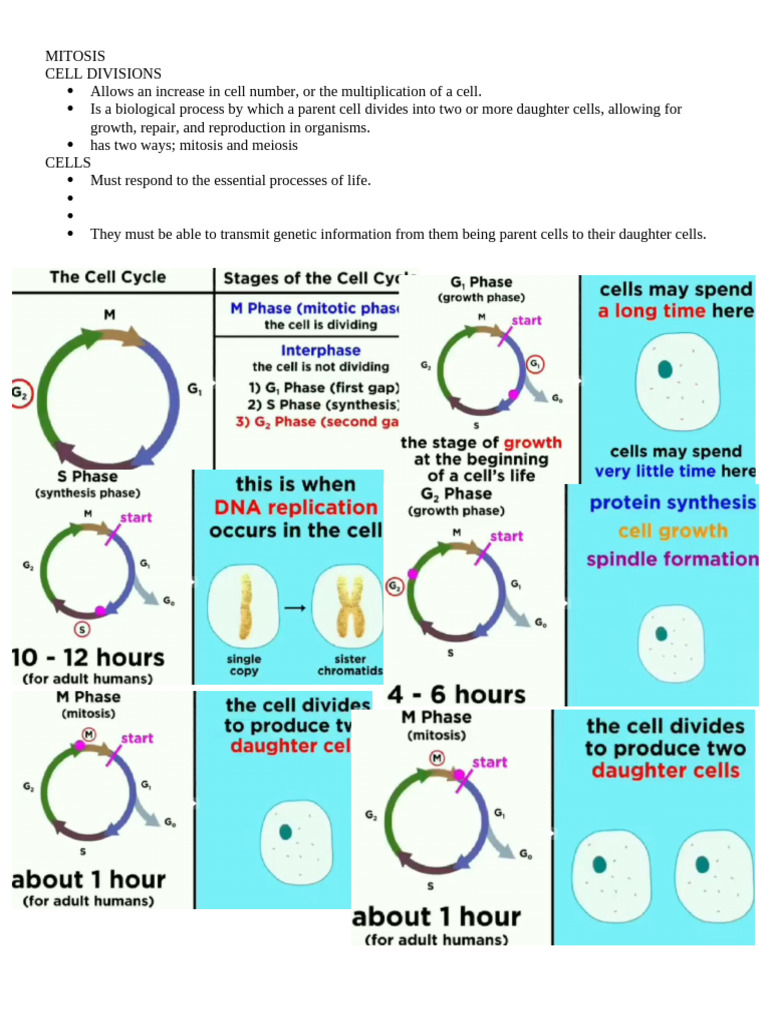 MITOSIS | PDF