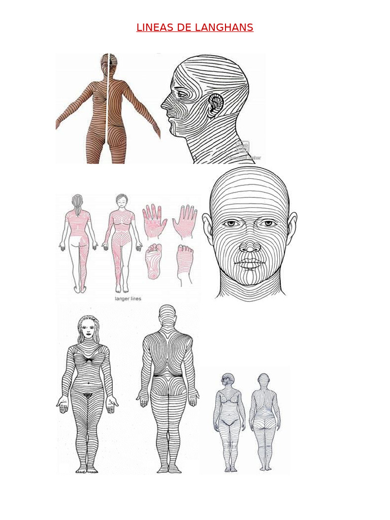 Lineas de Langhans | PDF