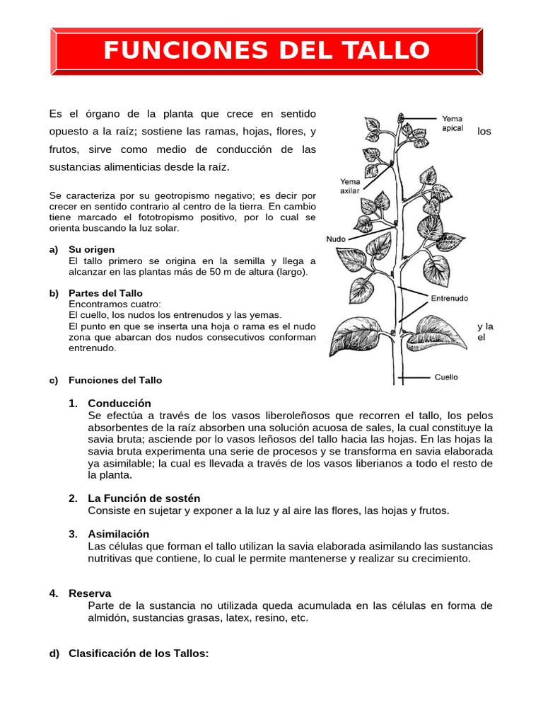 Funciones y características del tallo | PDF | Tallo de la planta | Raíz