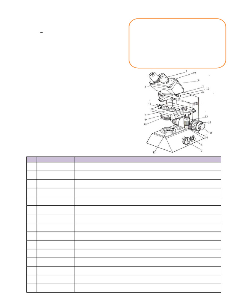 LKPD Mikroskop Kls 8 | PDF