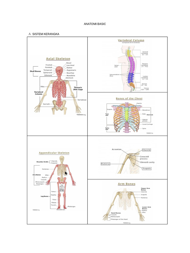 Anatomi Basic | PDF
