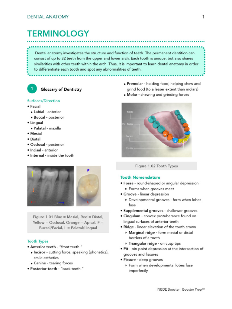 INBDEBooster Dental Anatomy Notes | PDF
