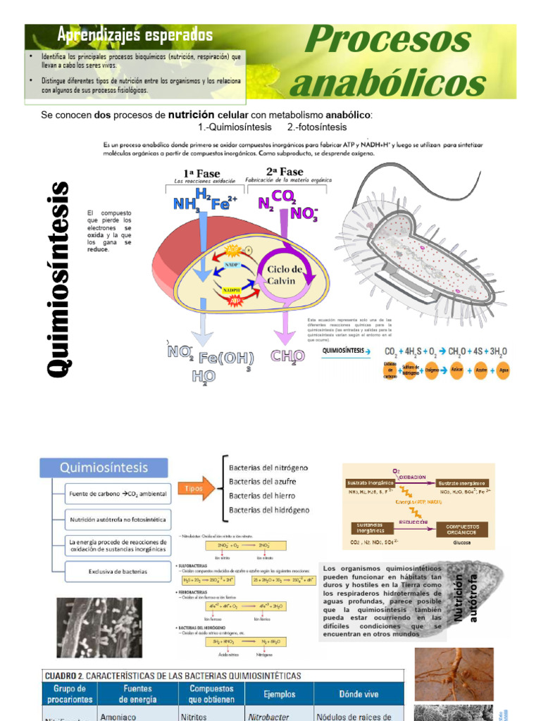 Quimiosintesis, Fotosintesis, Respiración Celular | PDF | Respiración ...
