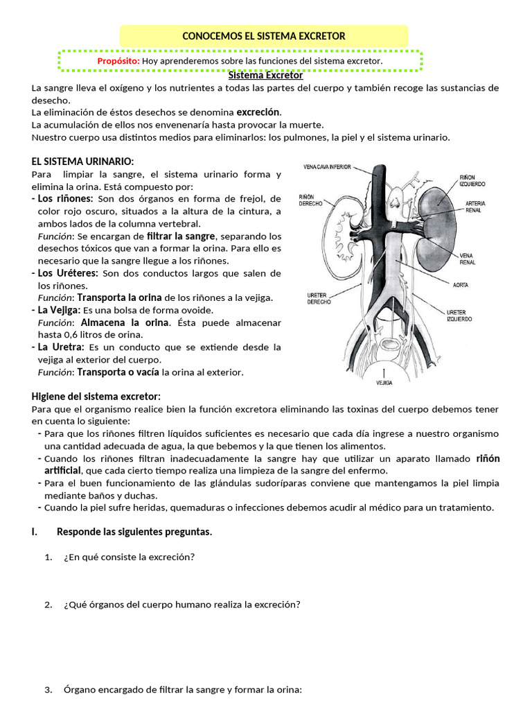 FICHA-CYT-CONOCEMOS EL SISTEMA EXCRETOR | PDF