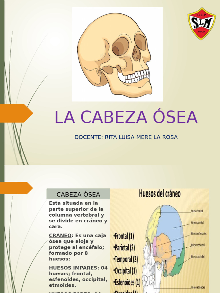 La Cabeza Osea | PDF