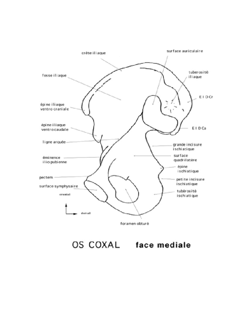 Fiches Test Anatomie Os Coxal | PDF