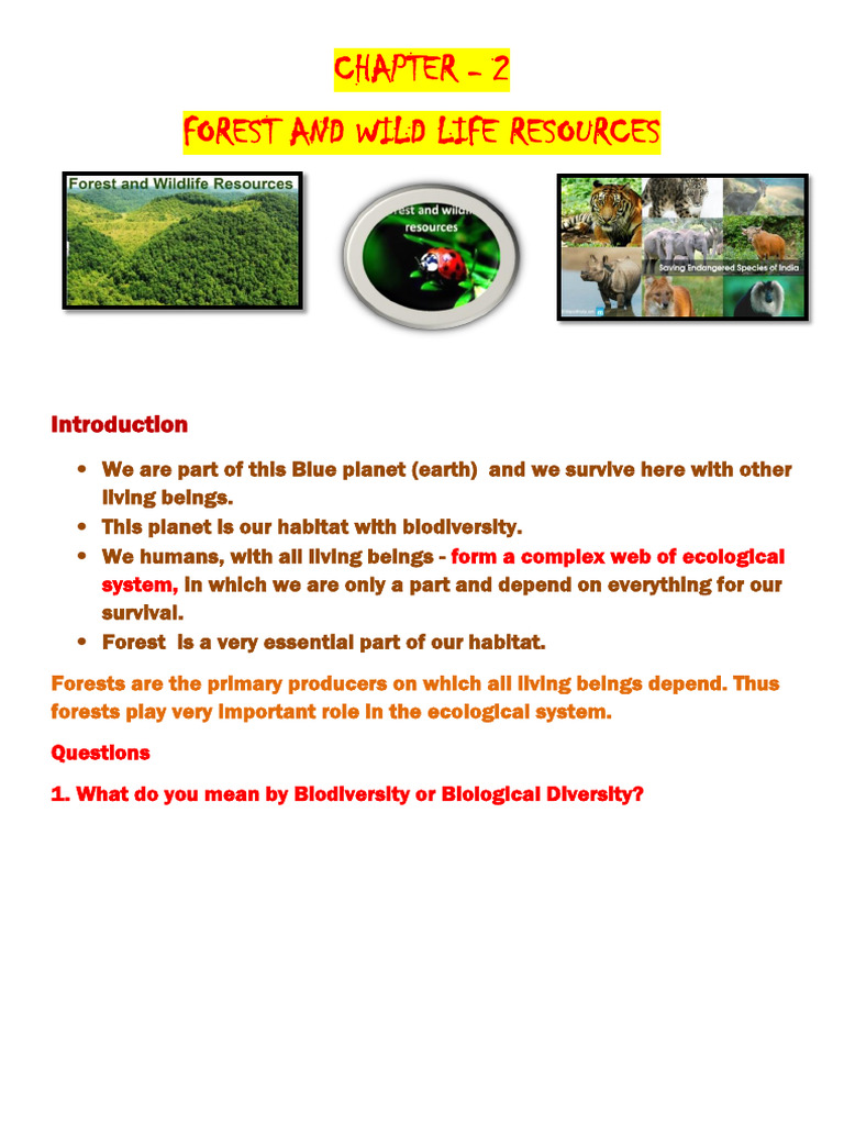 Final Forest Wildlife | PDF