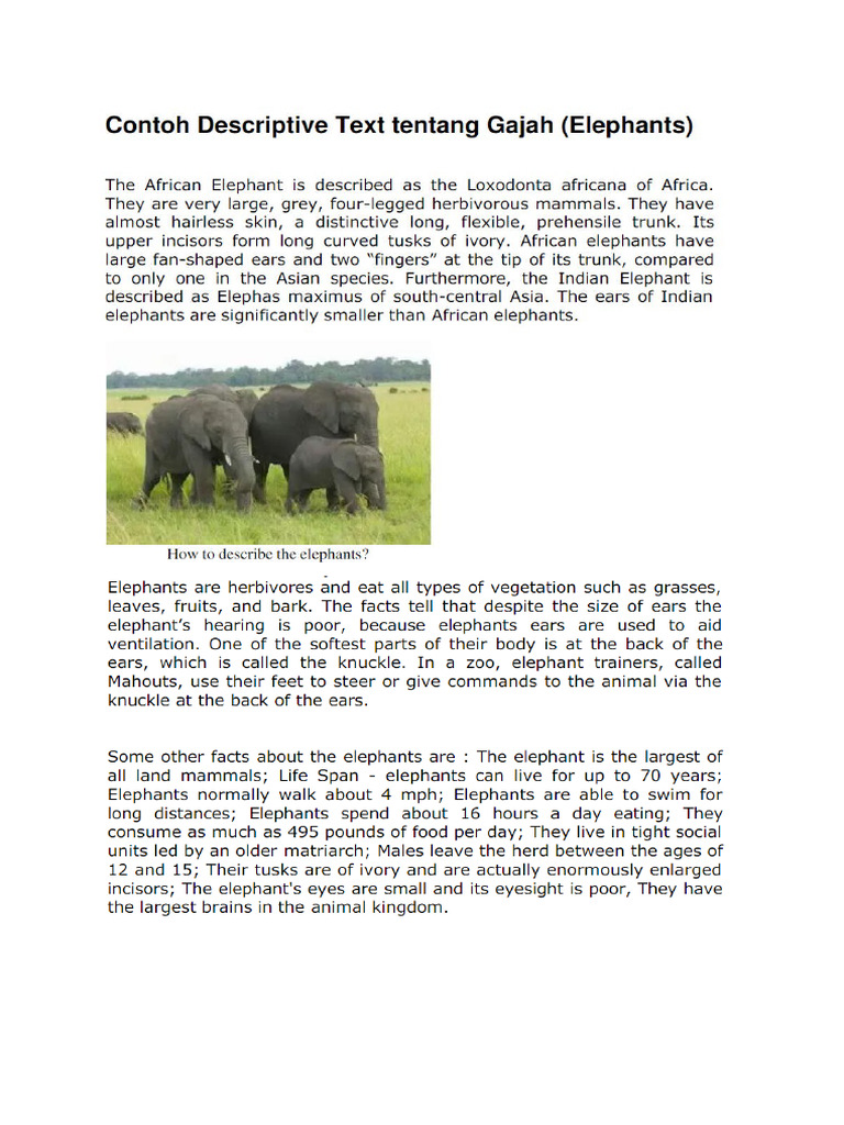 Elephants | PDF